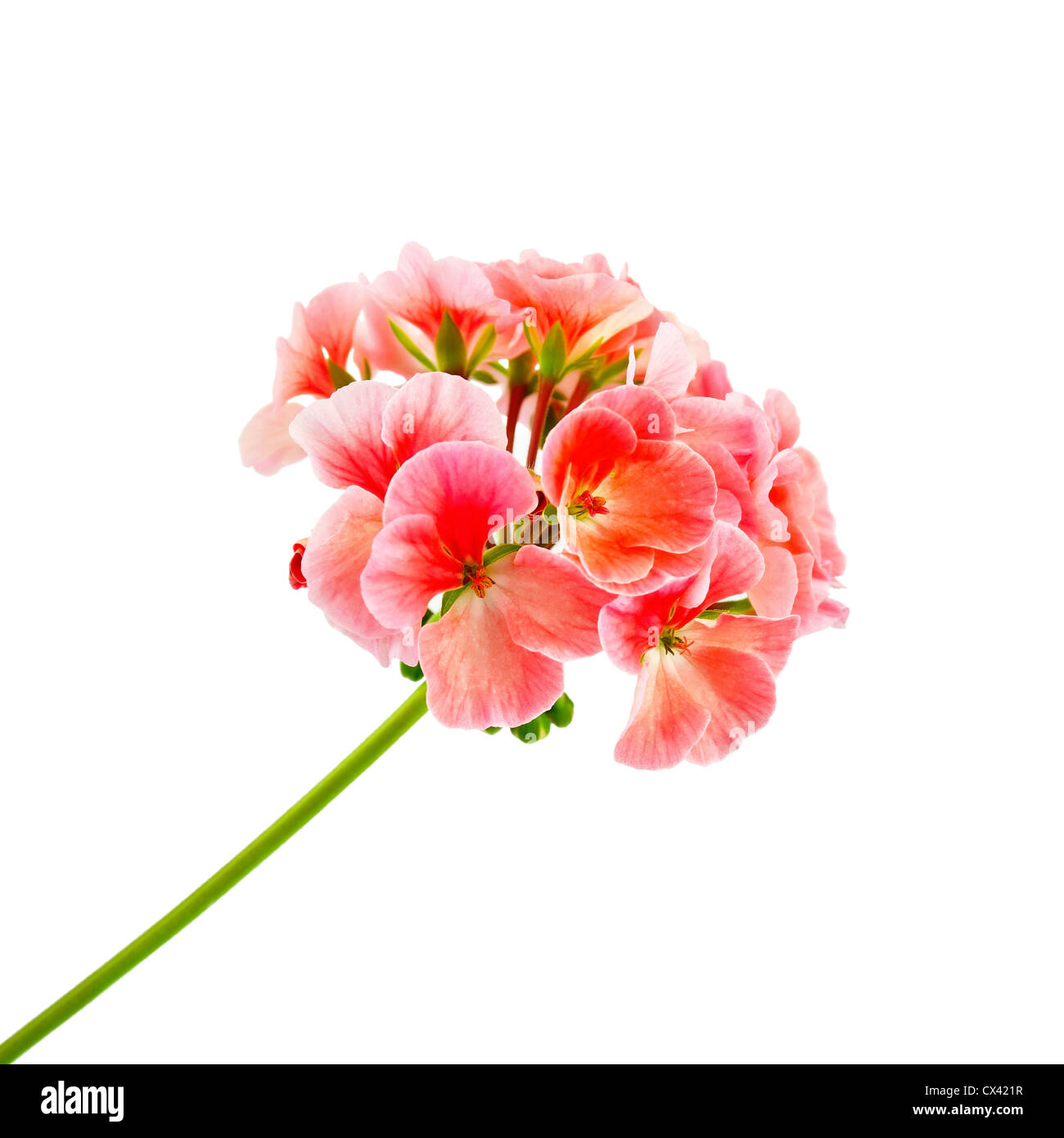 Pink geraniums isolated on white background Stock Photo - Alamy