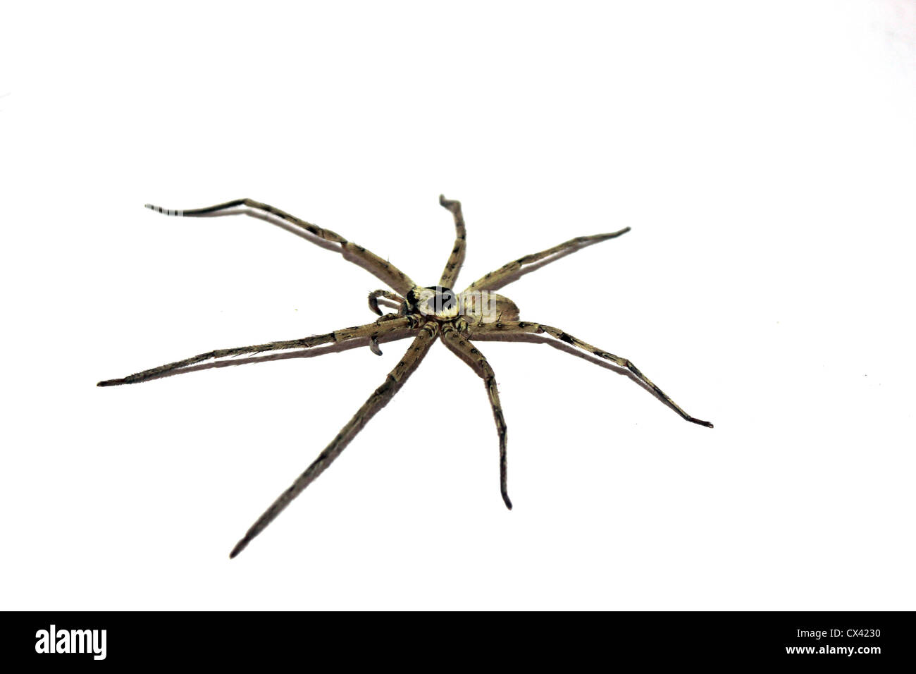 A spider in a white background Stock Photo - Alamy