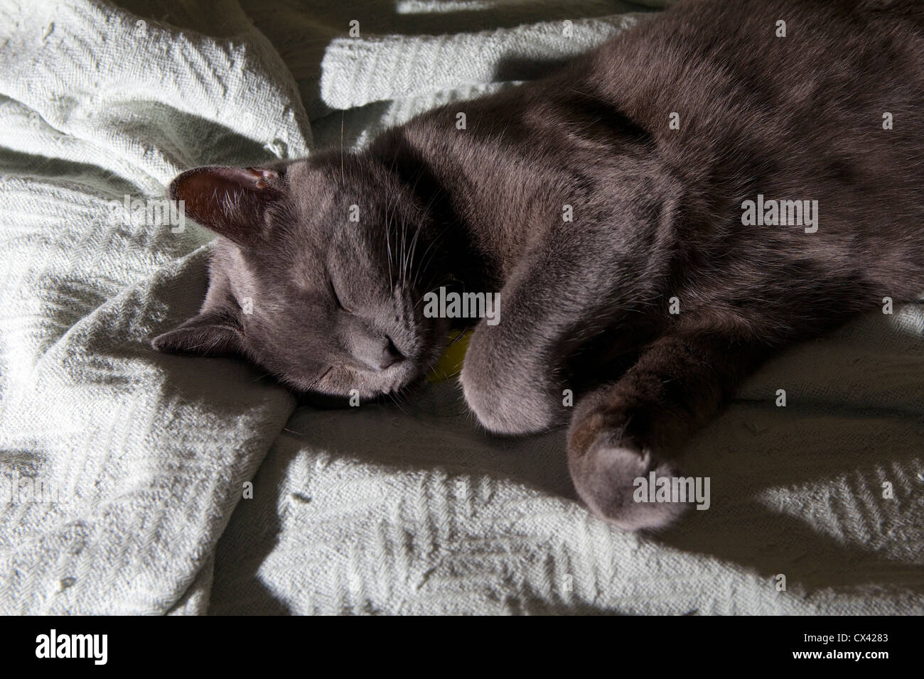 Gray cat taking an afternoon catnap Stock Photo - Alamy