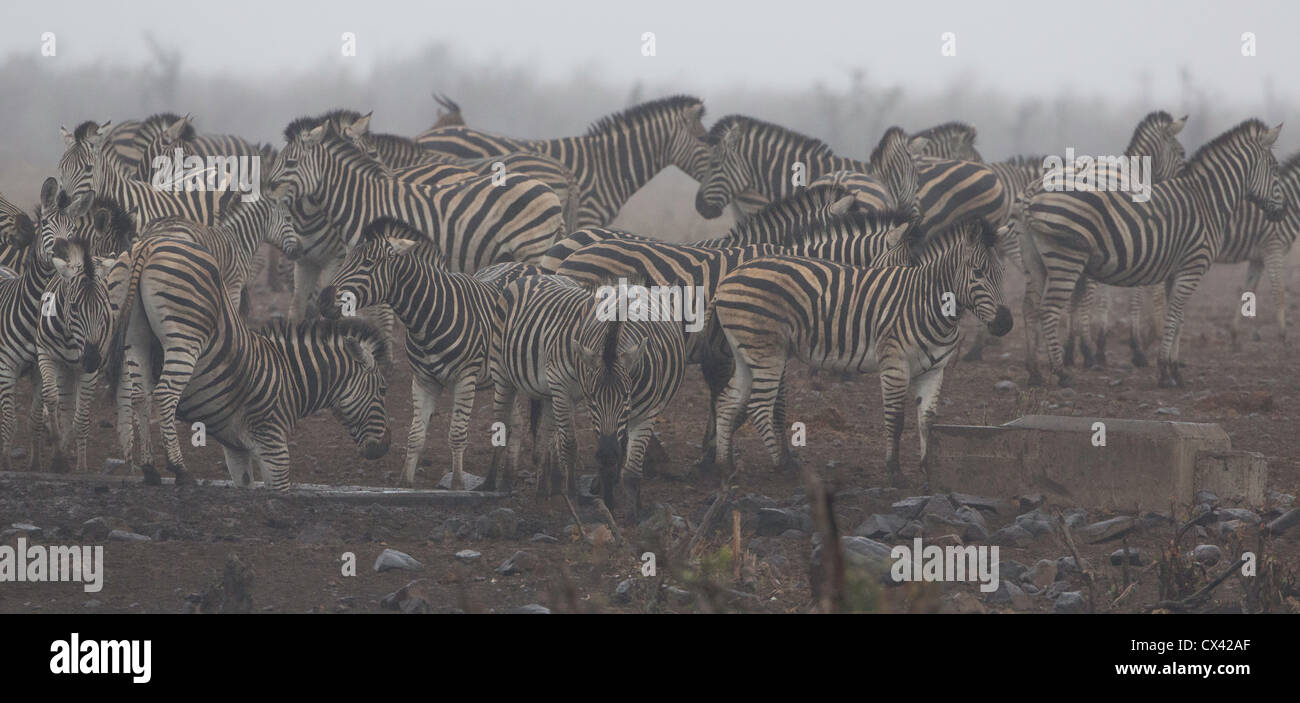 zebra in the rain Stock Photo - Alamy