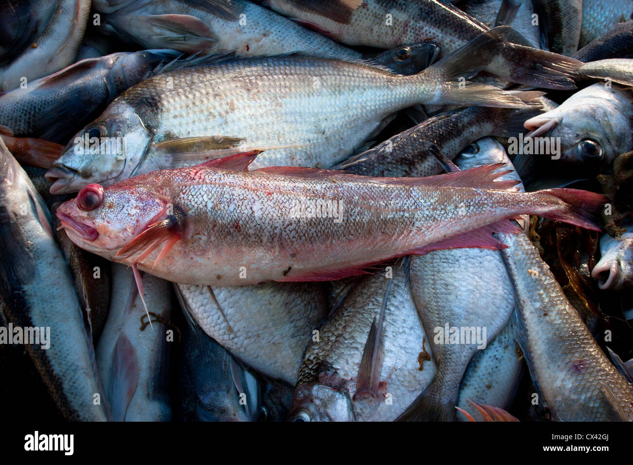 Freshly-landed Red Cod (Pseudophycis bachus Stock Photo - Alamy