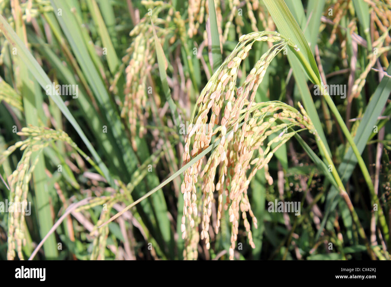 Rice farming in kerala hi-res stock photography and images - Alamy