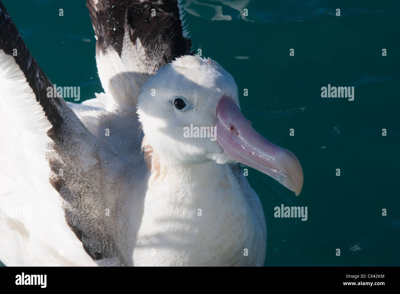 New Zealand Seabirds: Wandering Albatross (aka snowy albatross, white ...