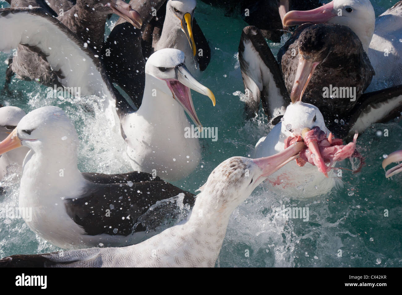 White capped albatrosses hi-res stock photography and images - Alamy