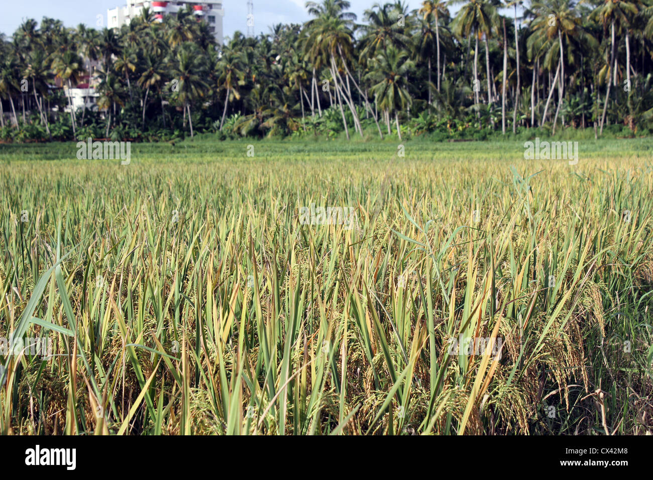 India Paddy Fields Stock Photos & India Paddy Fields Stock Images - Alamy