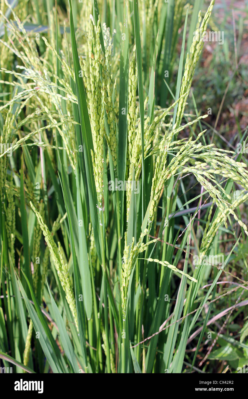 Rice or paddy being grown in fields, a view from the countryside of ...