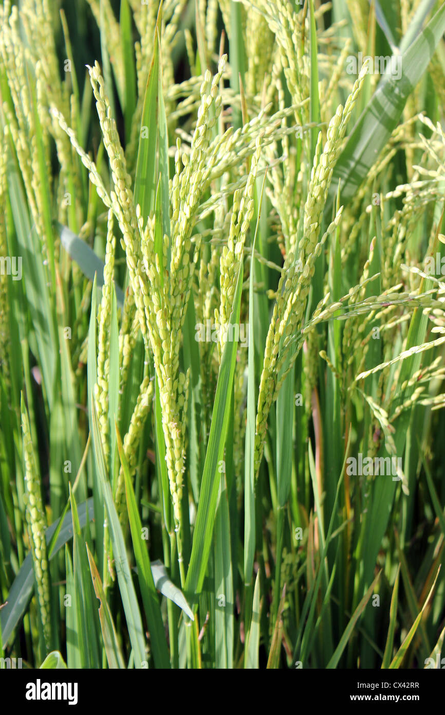 India Paddy Fields High Resolution Stock Photography and Images - Alamy