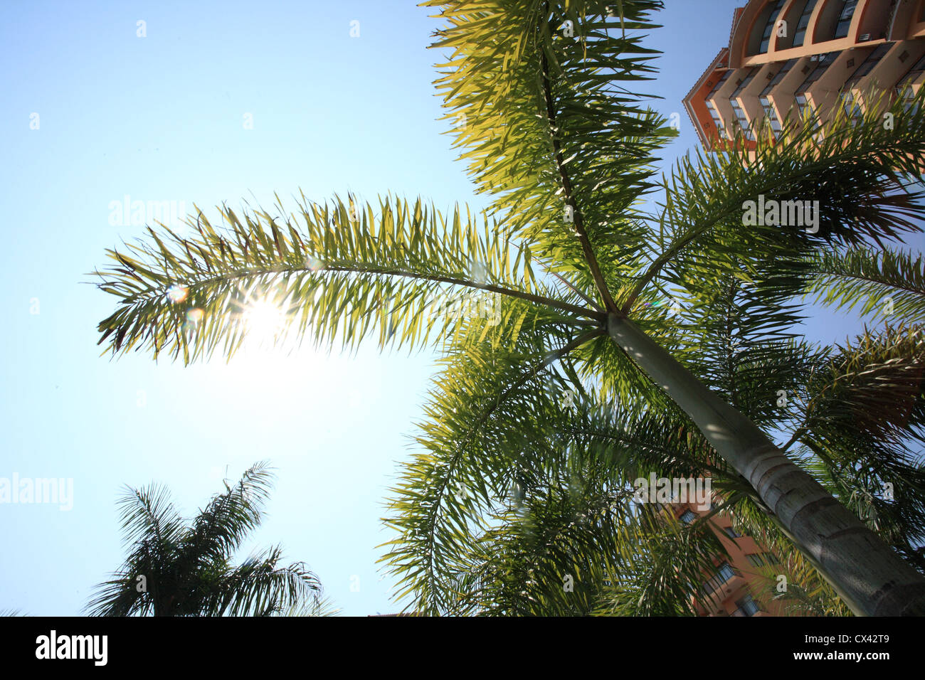 Palm building hi-res stock photography and images - Alamy
