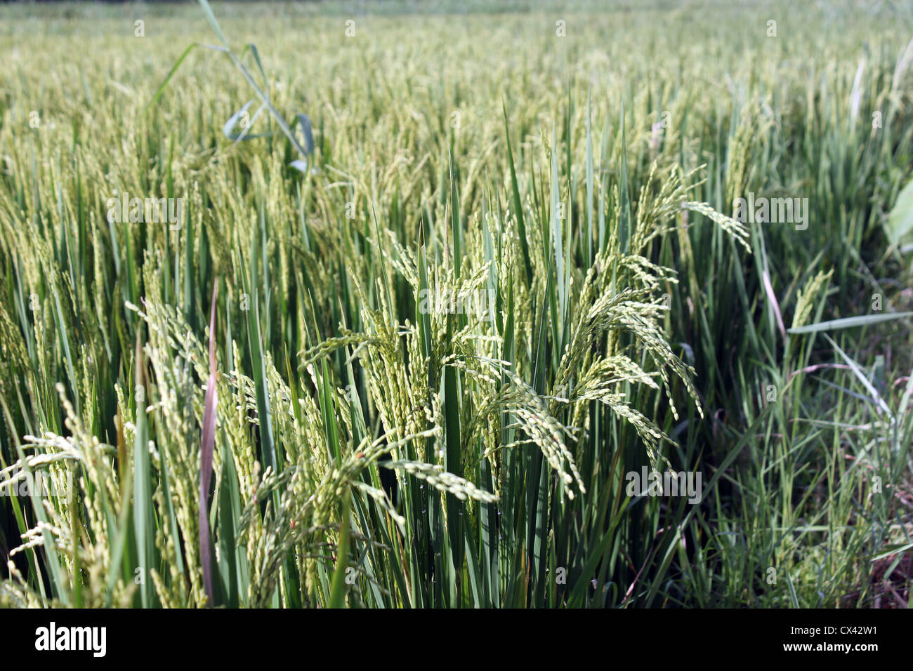 Paddy field of kerala hi-res stock photography and images - Alamy