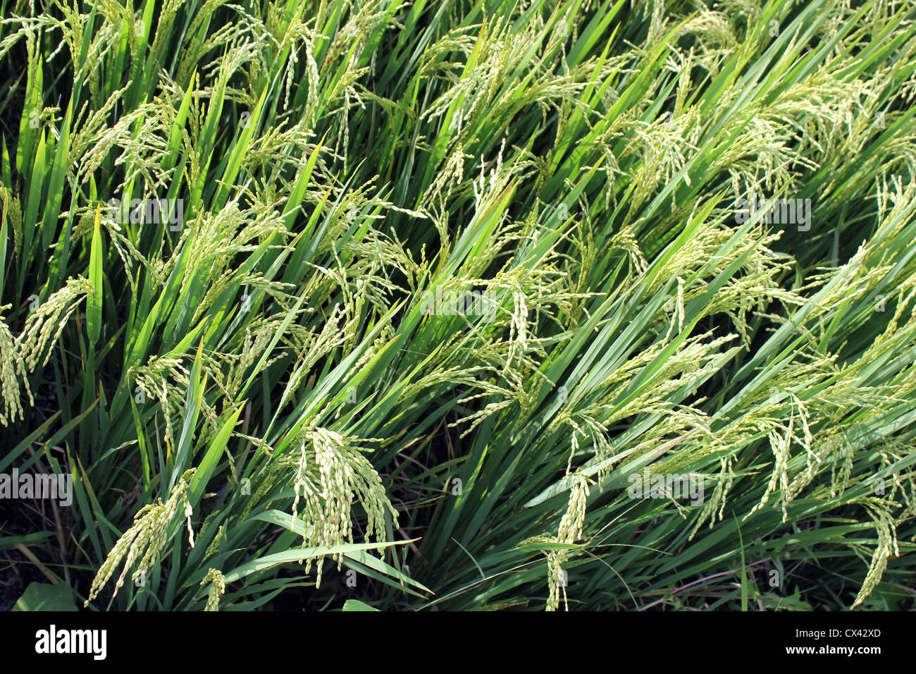 Rice or paddy being grown in fields, a view from the countryside of ...