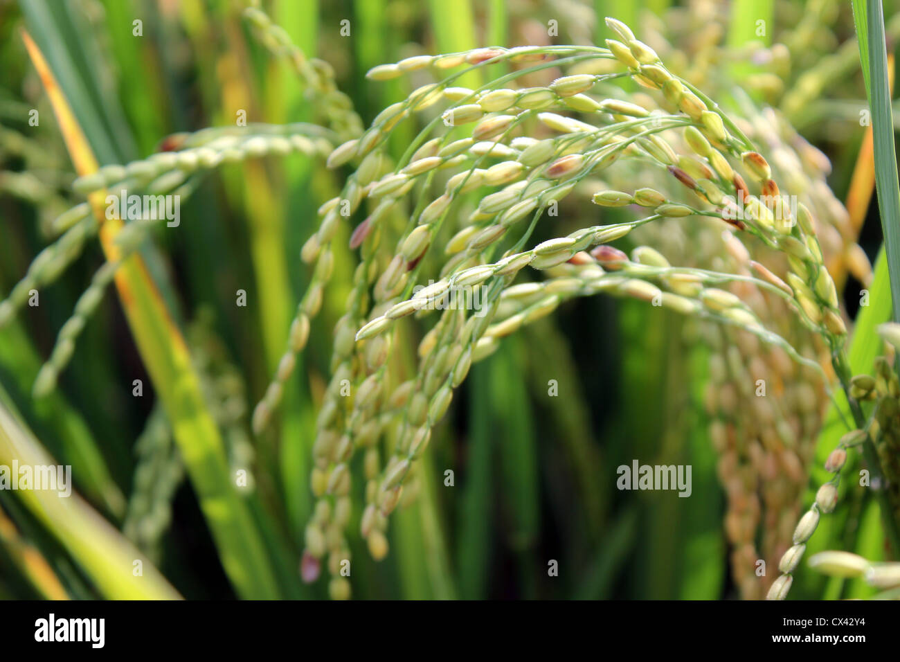 Rice being grown hi-res stock photography and images - Alamy