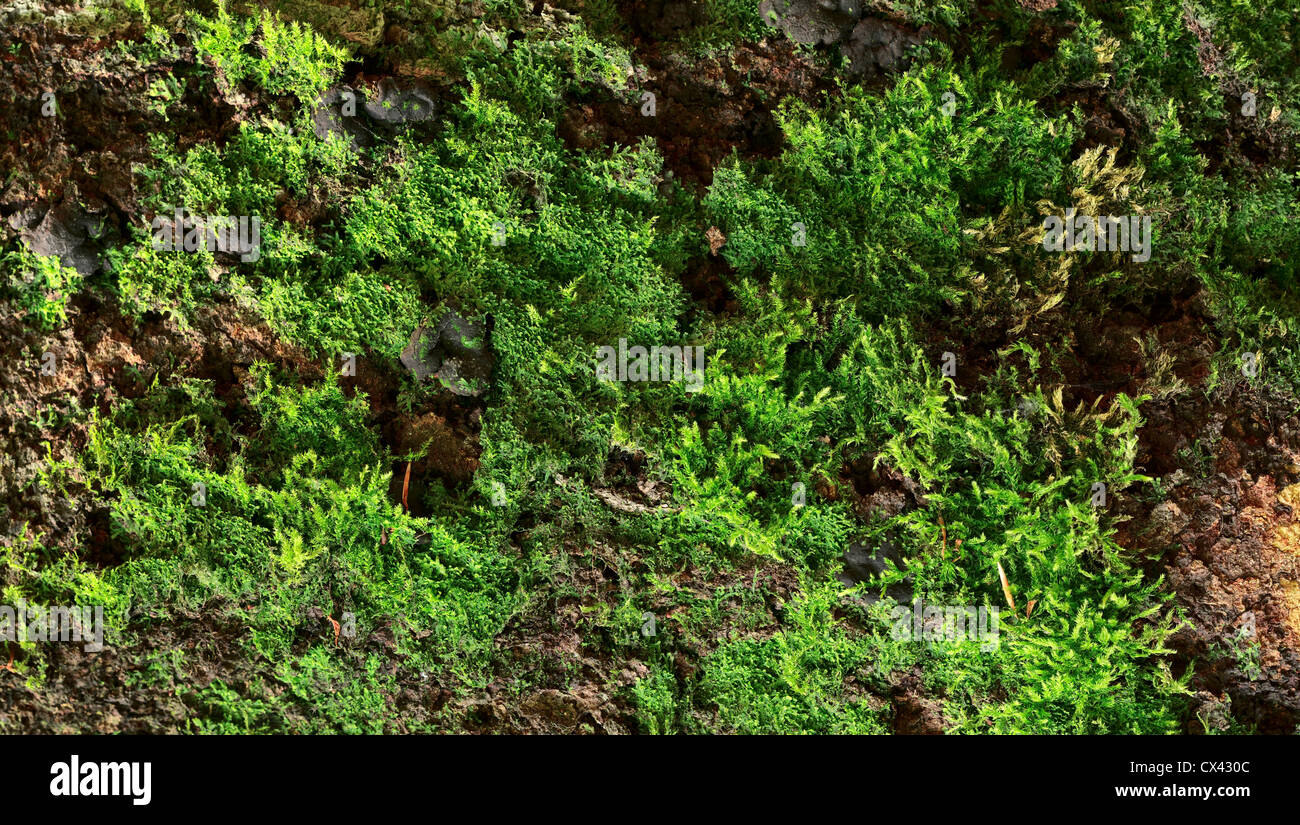 Beech bark with moss and lichen , forest by Beckingen, Saarland ...
