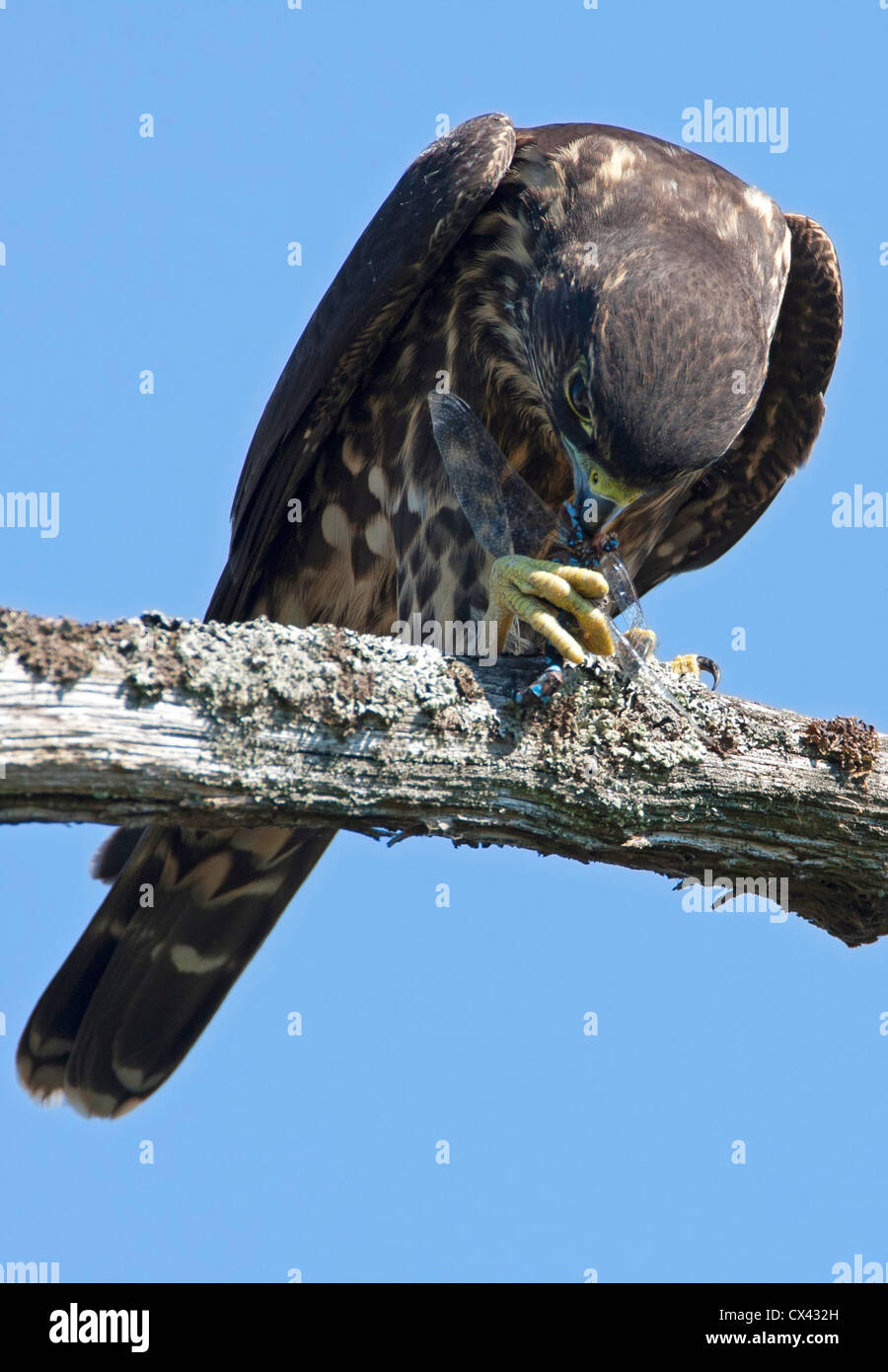 Merlin (Falco columbarius) eating a dragonfly on a branch at Buttertubs ...