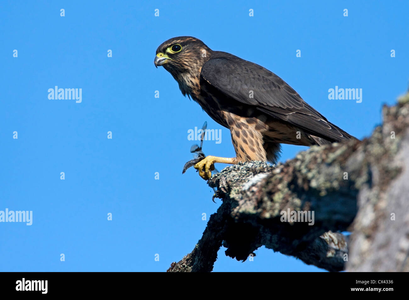 Merlin (Falco columbarius) eating a dragonfly on a branch at Buttertubs ...