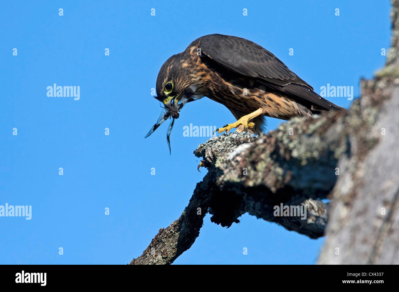 Merlin (Falco columbarius) eating a dragonfly on a branch at Buttertubs ...