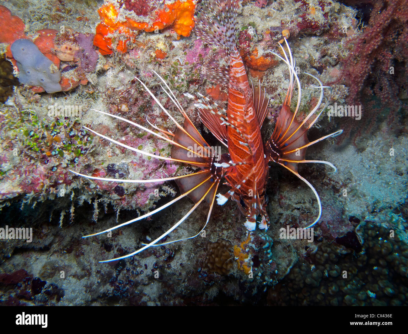 Spot fin Lionfish (Pterois antennata Stock Photo - Alamy
