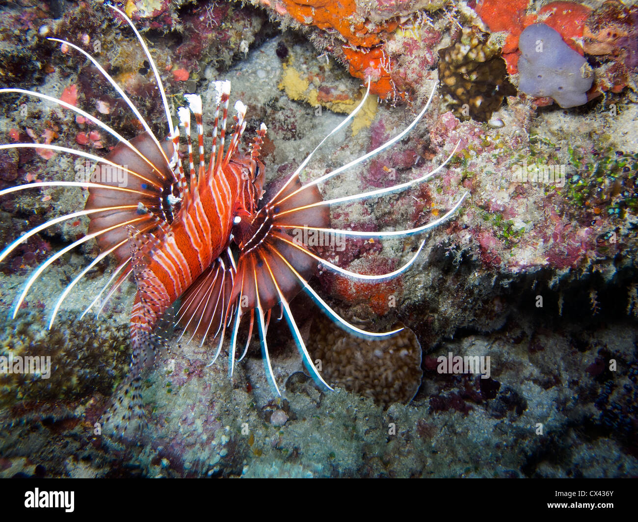 Spot fin Lionfish (Pterois antennata Stock Photo - Alamy