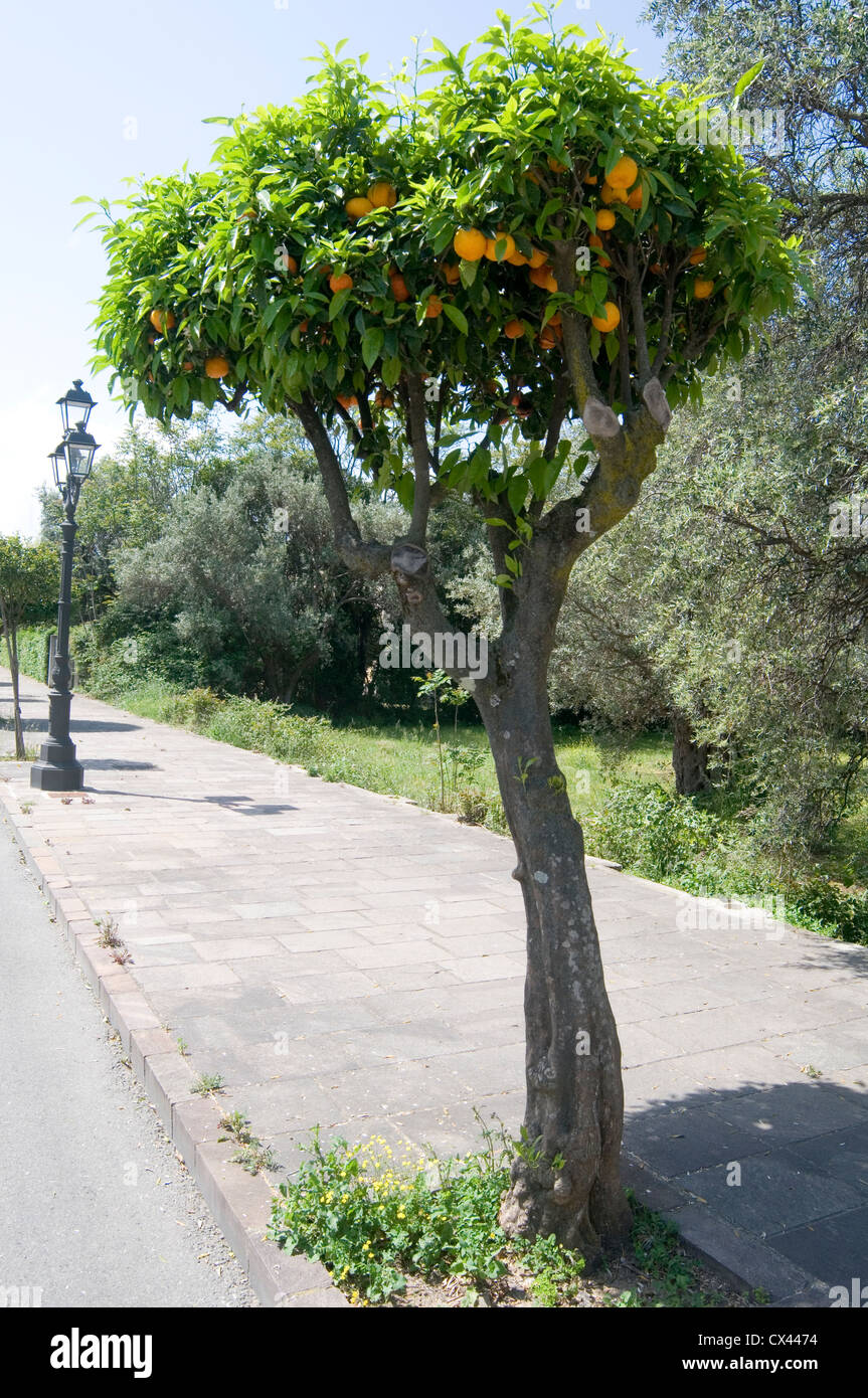 orangre tree trees growing by the roadside in italy italian street ...