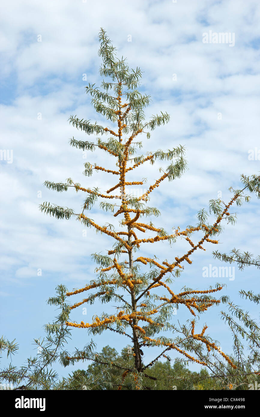 sallow thorn bush, Boltenhagen, Baltic Sea Coast, Mecklenburg-West ...