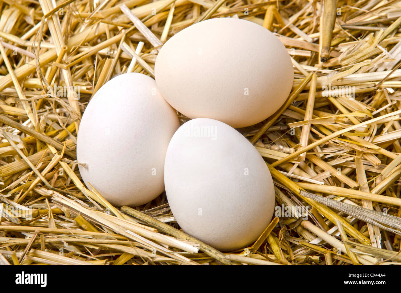 three eggs with a white shell lie in the straw Stock Photo - Alamy