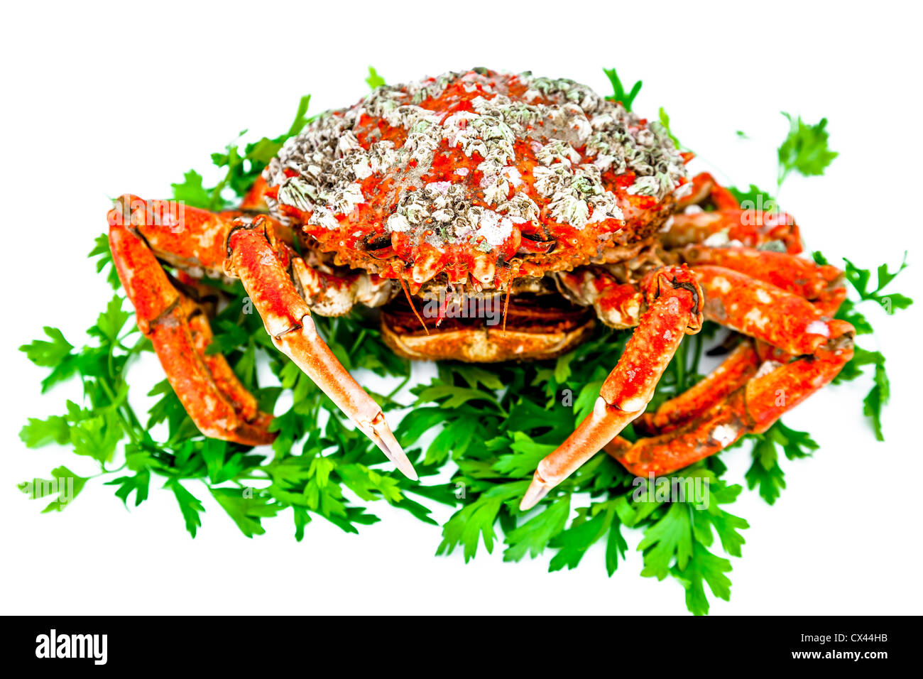 Prepared spider crab hi-res stock photography and images - Alamy
