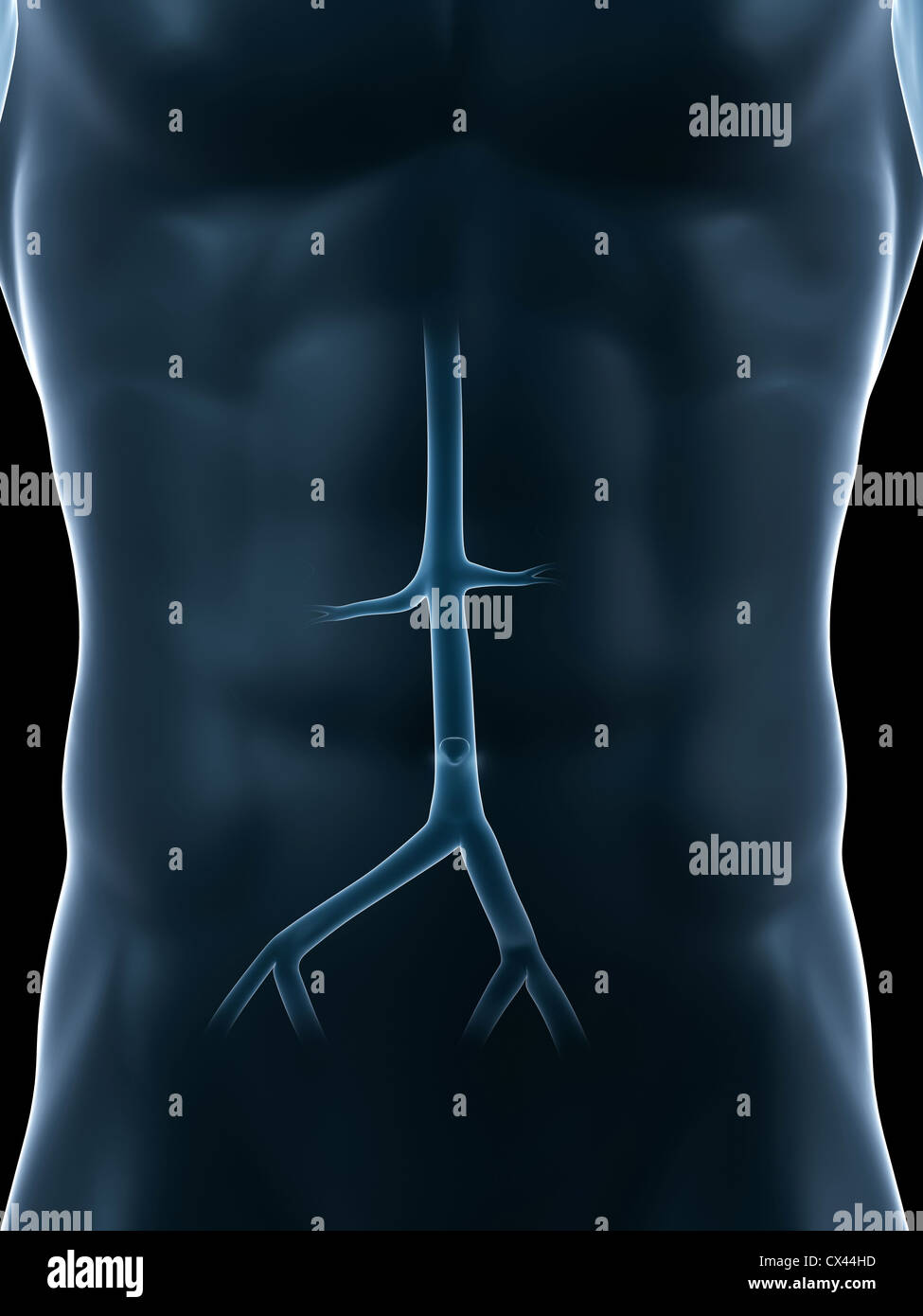 3d rendered medical illustration - abdominal artery Stock Photo - Alamy