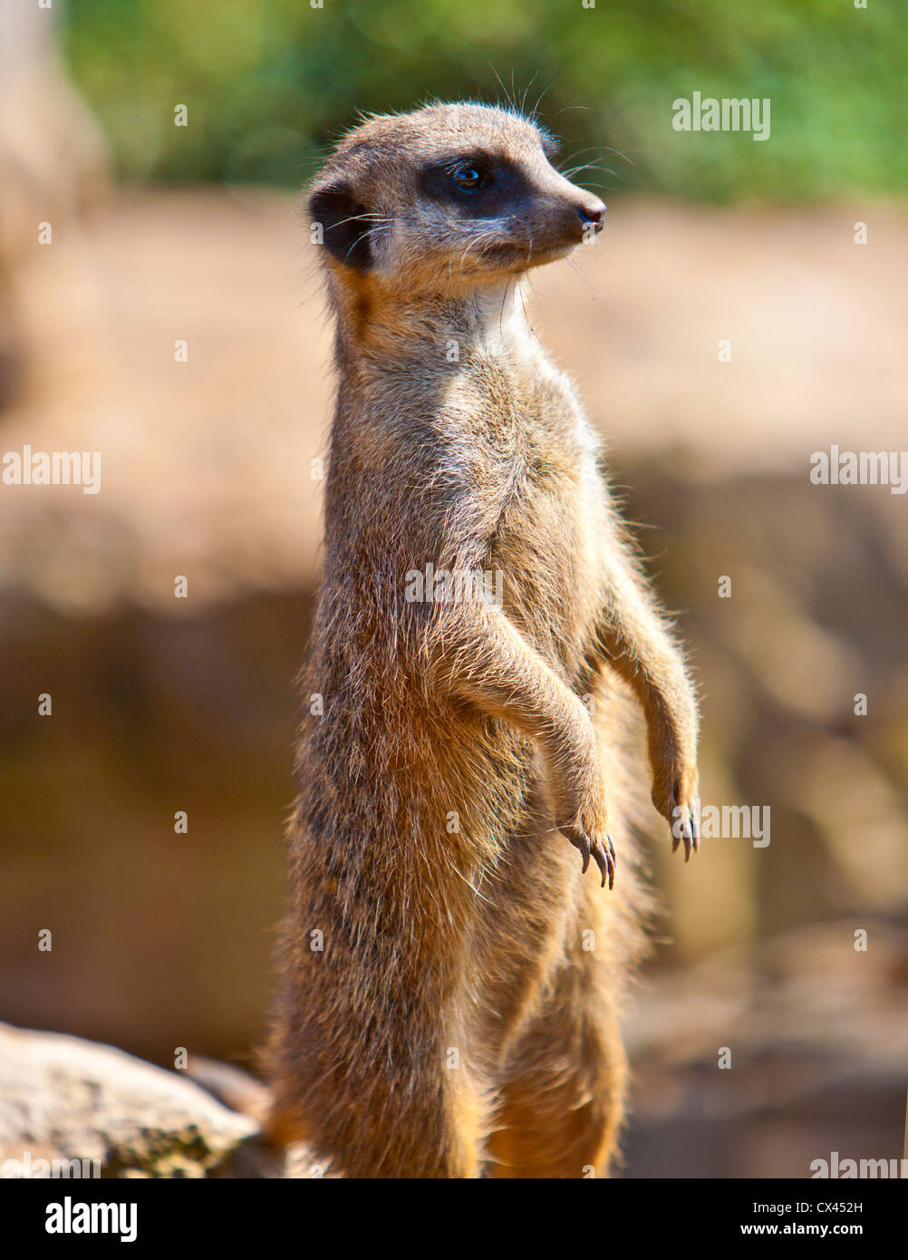 Meerkat Sentry High Resolution Stock Photography and Images - Alamy