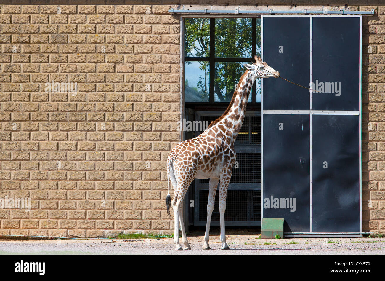 Giraffe hi-res stock photography and images - Alamy