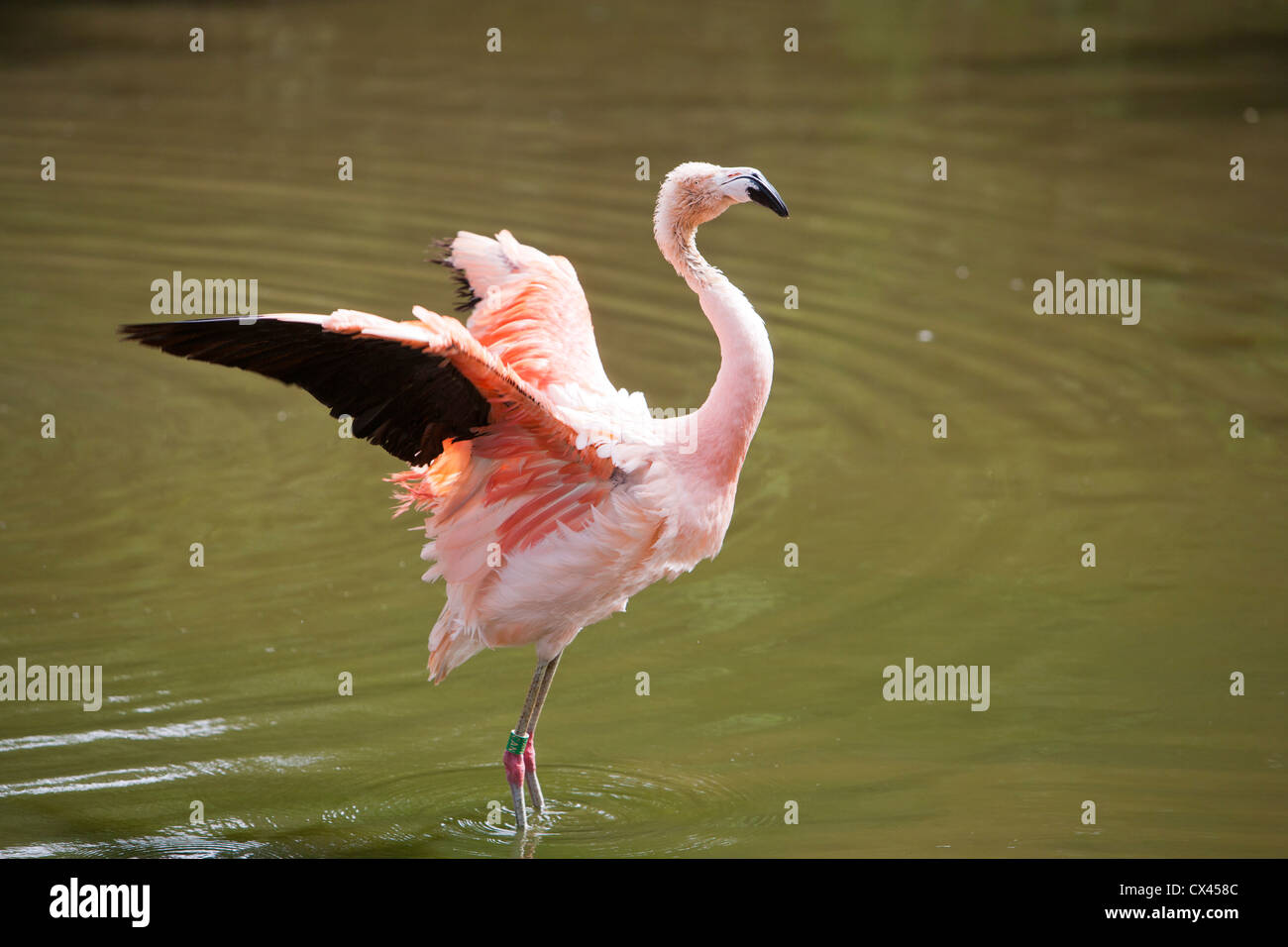 Flamingo in water wings hi-res stock photography and images - Alamy