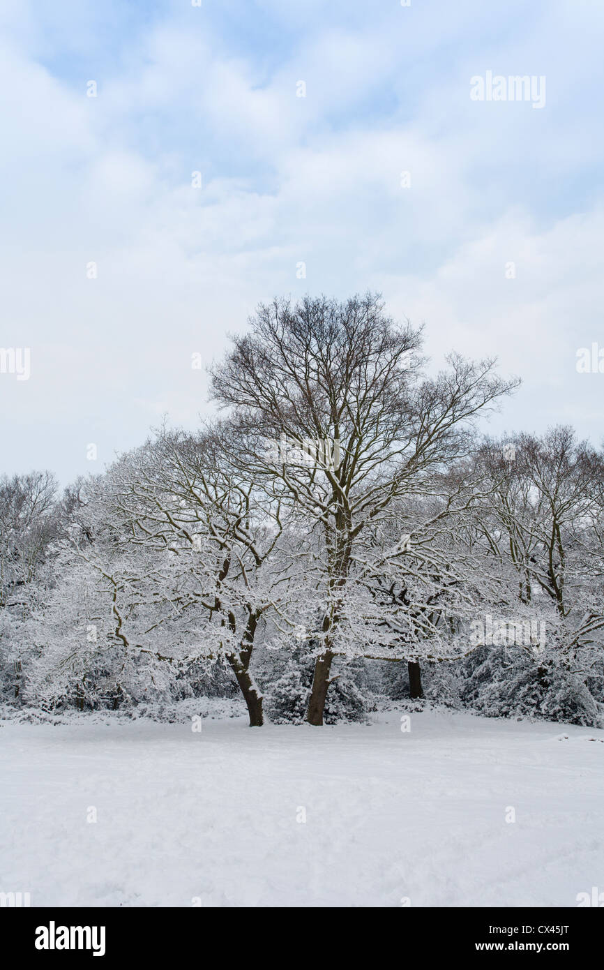 Snow covered trees in Epping Forest in winter Stock Photo - Alamy