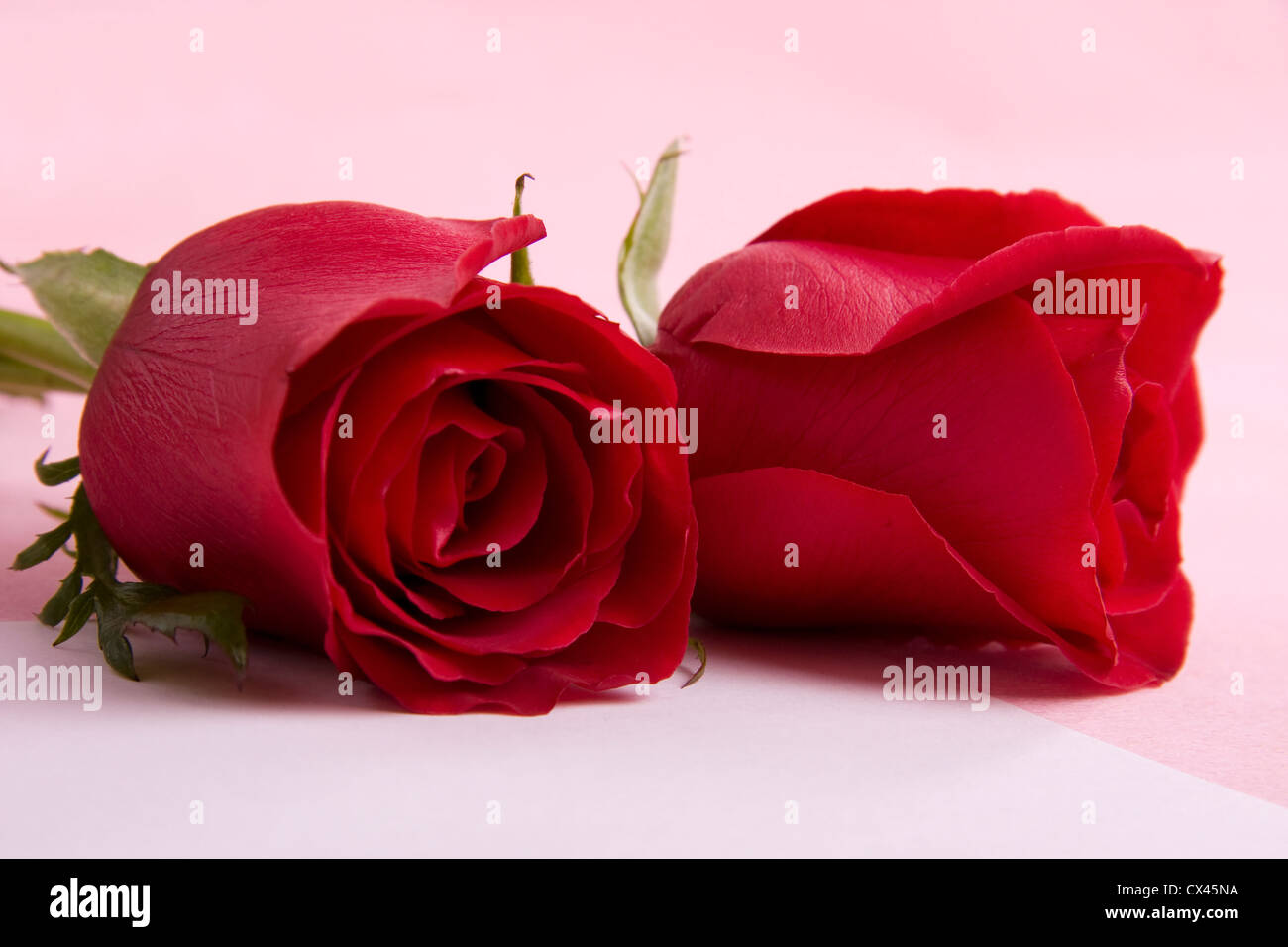 Two heart red roses on hi-res stock photography and images - Alamy
