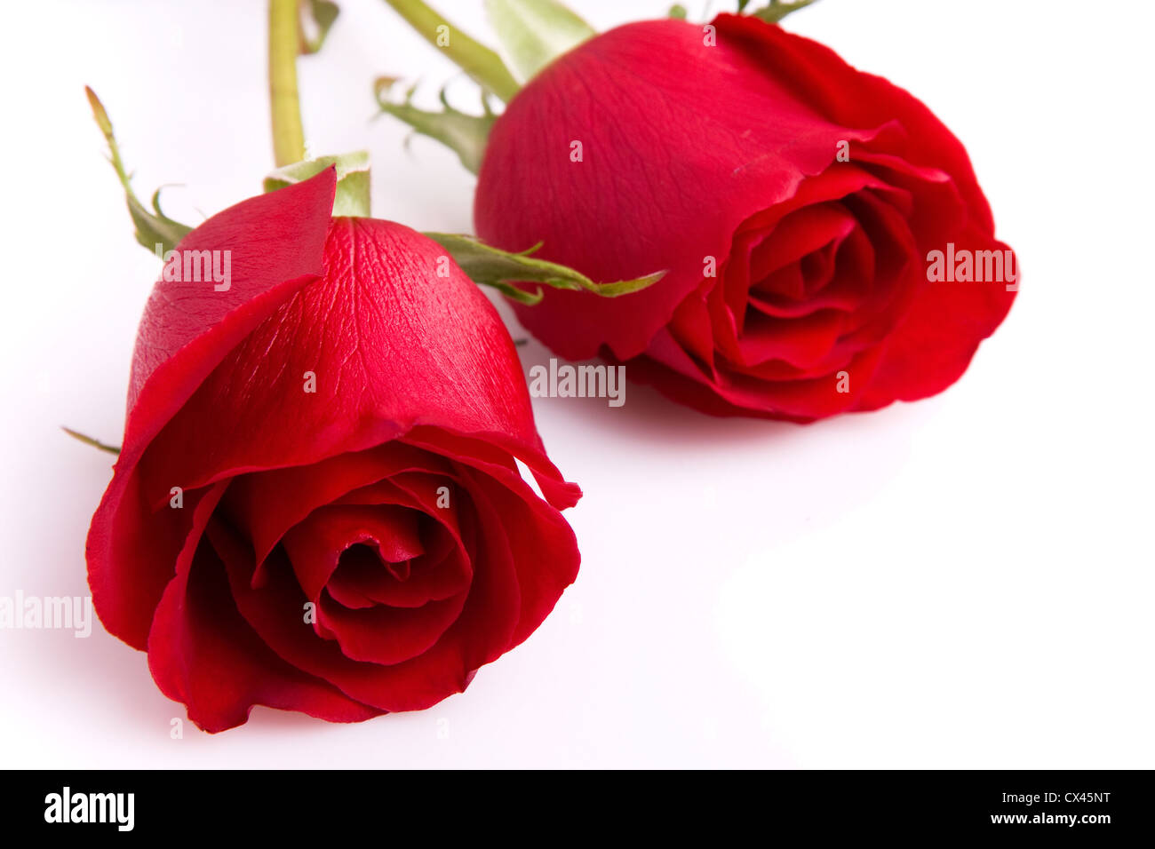 Two beautiful red roses isolated on white Stock Photo - Alamy