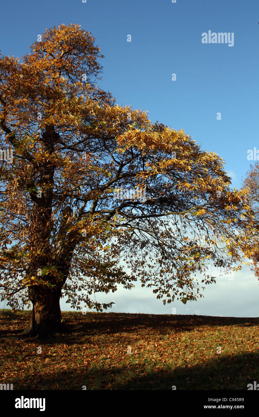 Greenwich autumn hi-res stock photography and images - Alamy