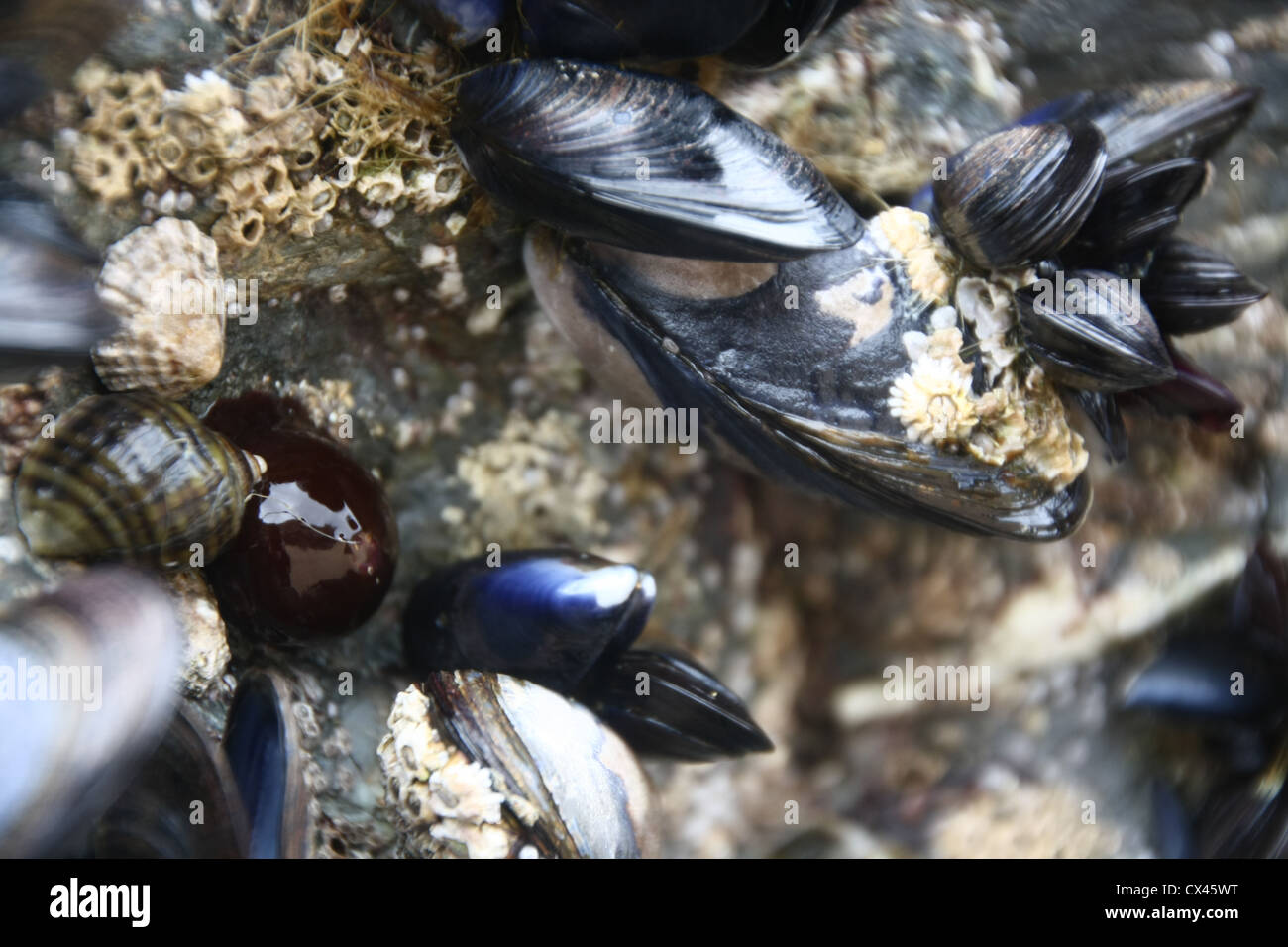 Seaside mussels hi-res stock photography and images - Alamy