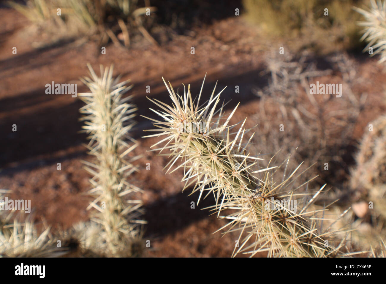 Small prickly cactus in the Arizona Desert Stock Photo - Alamy