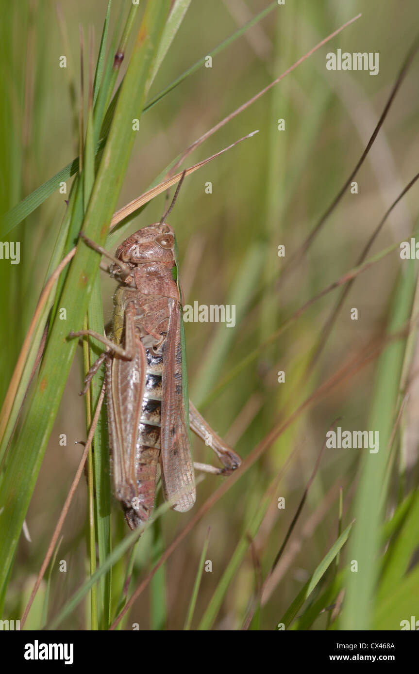 Common Green Grasshopper (Omocestus viridulus) Iping Common, West ...