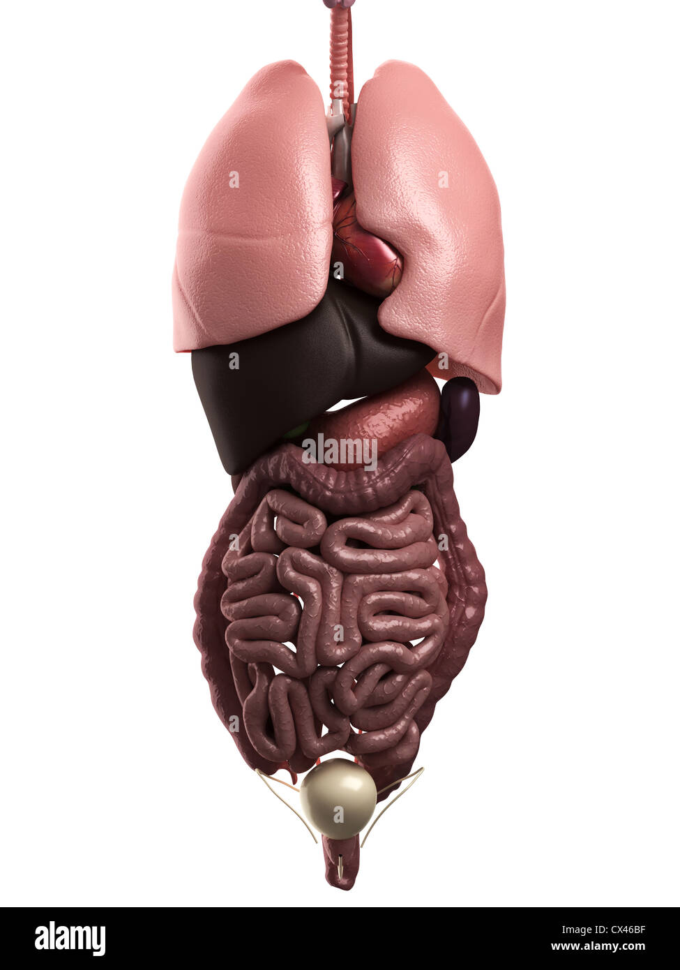 3d rendered medical illustration of the human organs Stock Photo - Alamy