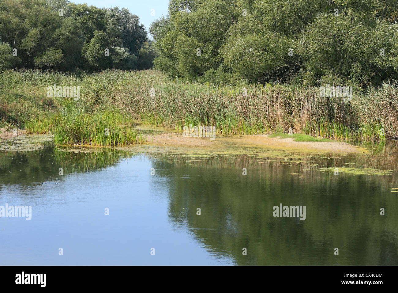 Floodplain forest vegetation hi-res stock photography and images - Alamy