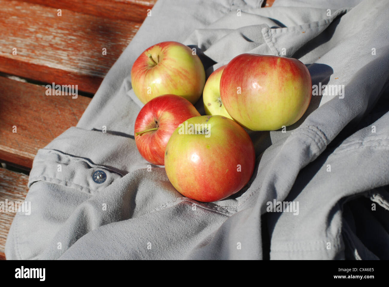 fresh apple in early autumn Stock Photo - Alamy