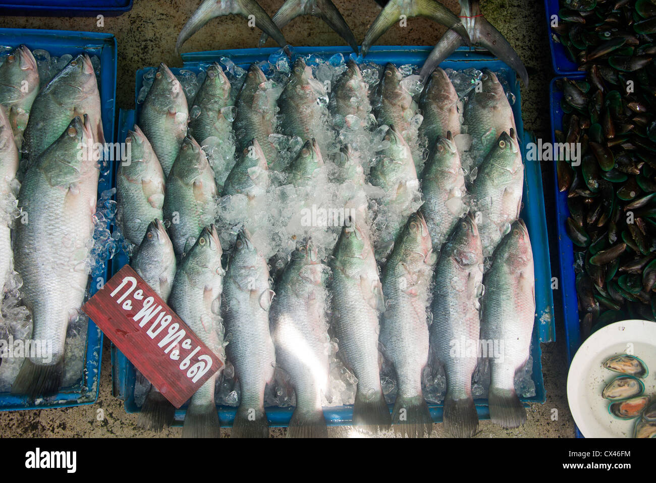 Buri fish hi-res stock photography and images - Alamy