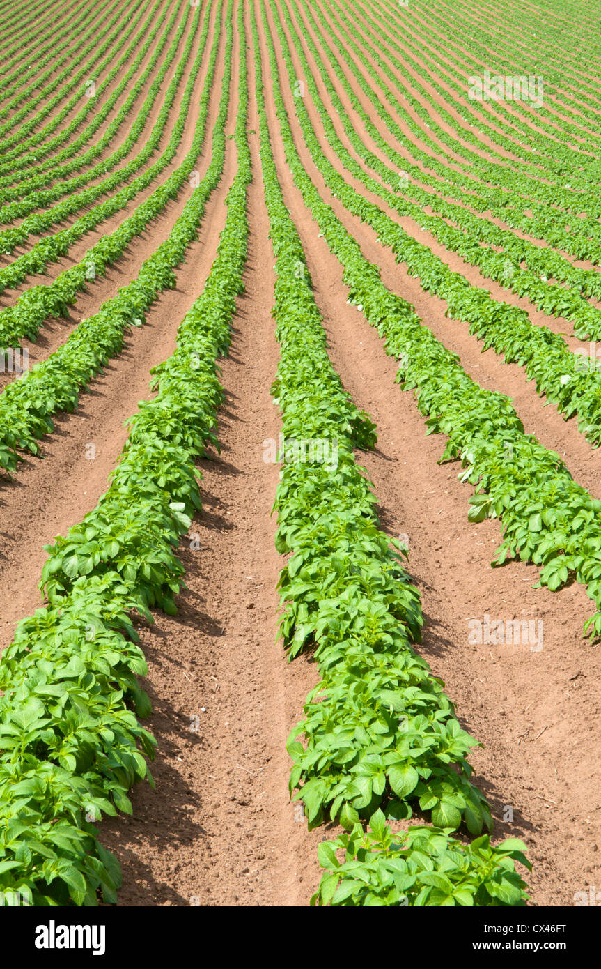 Ridged hi-res stock photography and images - Alamy