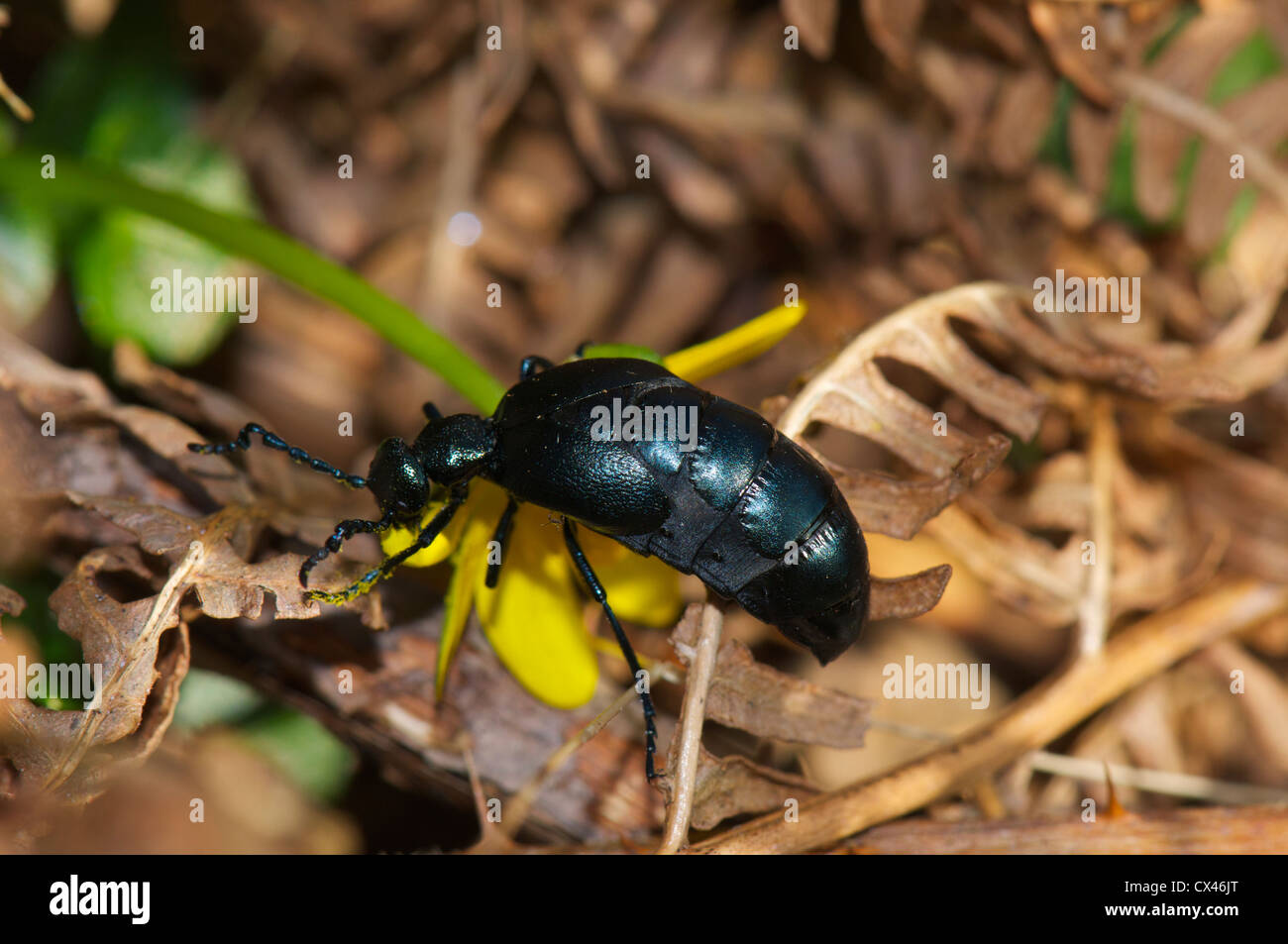 Uk oil beetle bee hi-res stock photography and images - Alamy
