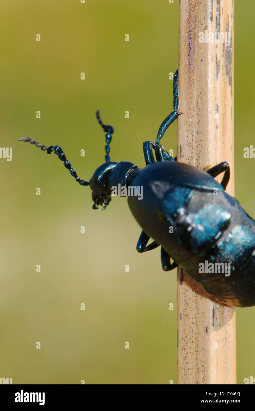 Large british beetle hi-res stock photography and images - Alamy