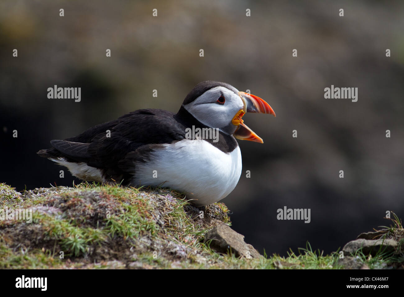 A single puffin lying down beak open facing right Stock Photo - Alamy