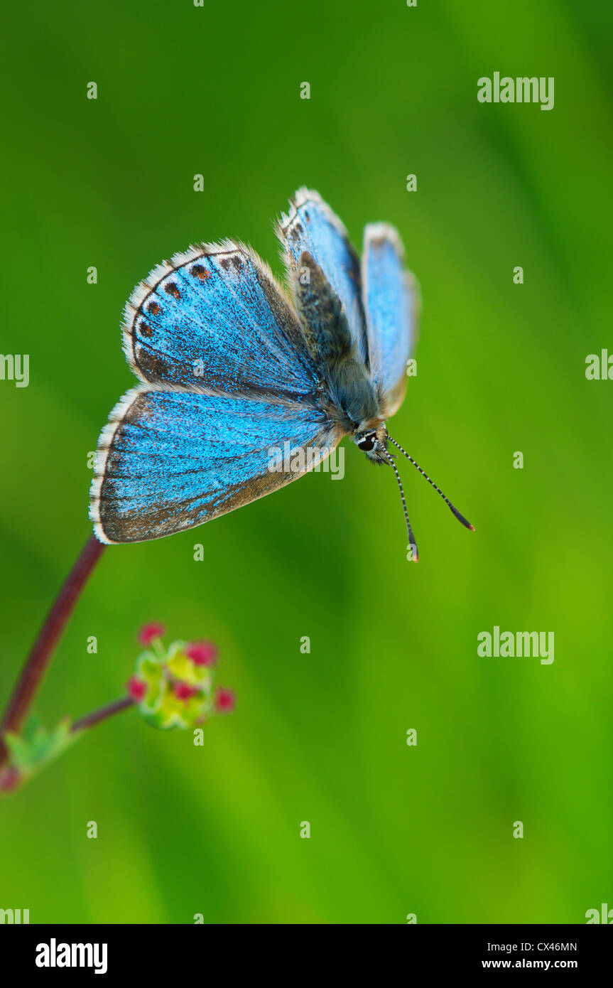 Adonis blue butterfly hi-res stock photography and images - Alamy