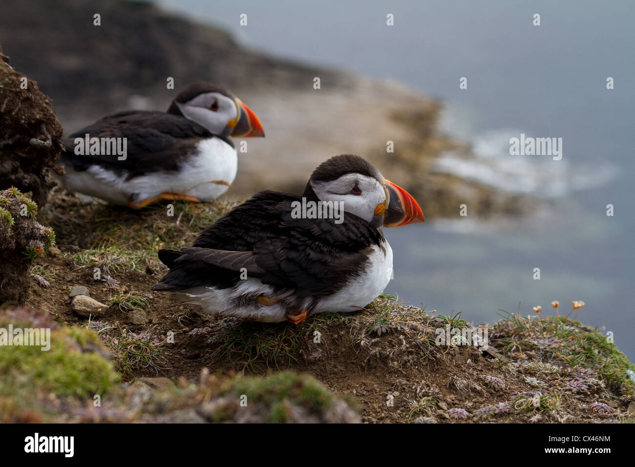 Two puffins lying down on the top of a cliff facing right Stock Photo ...