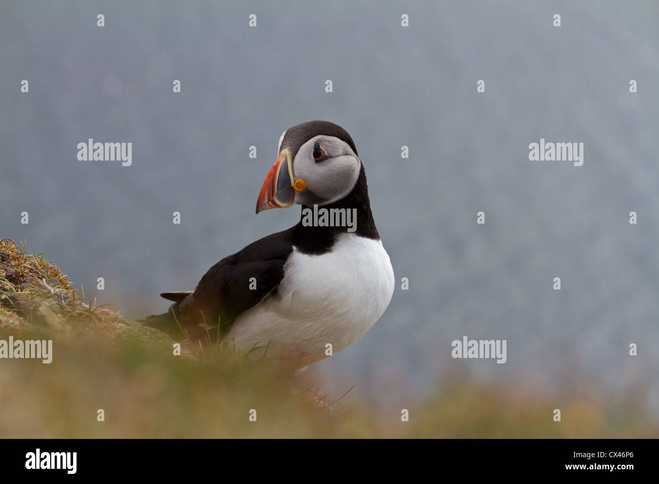 A single puffin stands front on to camera head turned to one side Stock ...