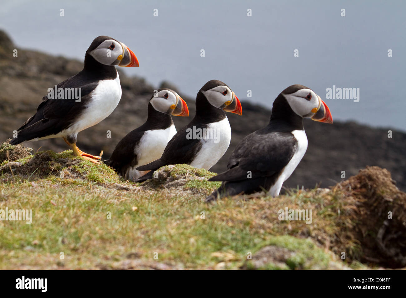 Four puffins standing all facing right Stock Photo - Alamy