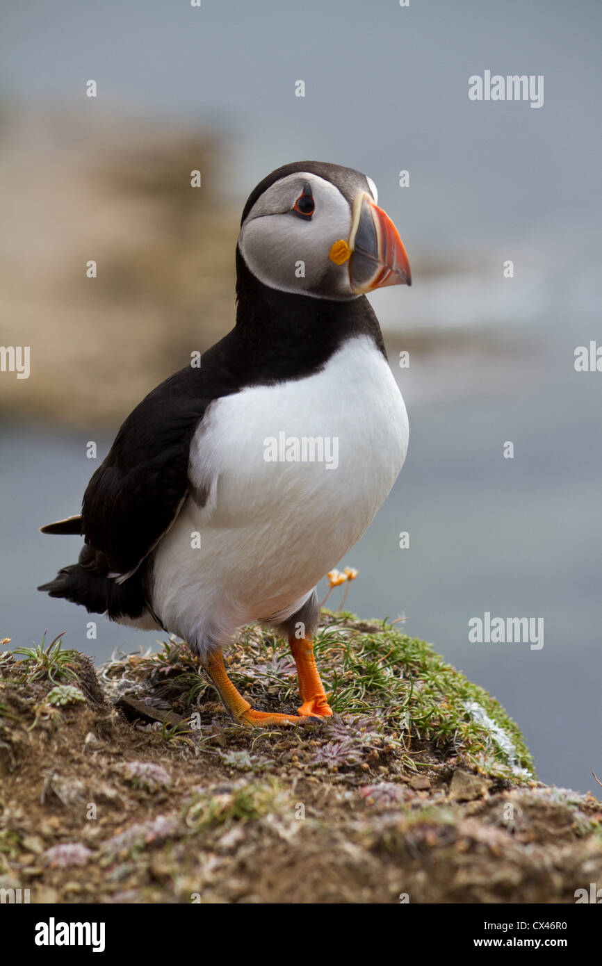 A single puffin standing looking right Stock Photo - Alamy
