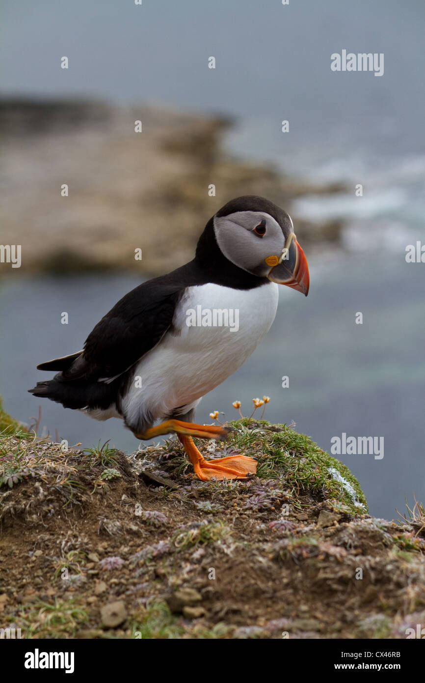 Single puffin hi-res stock photography and images - Alamy